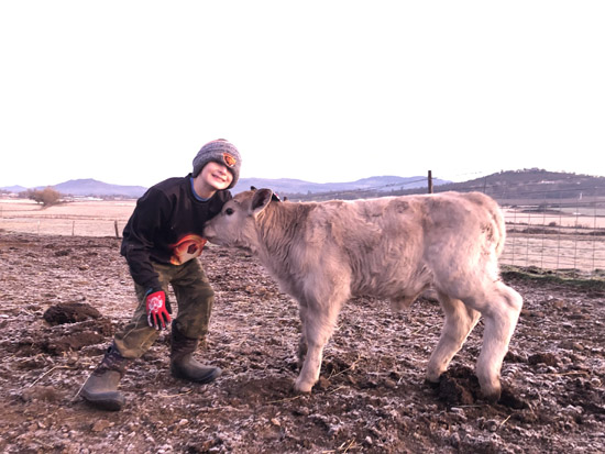 Murray Grey Cattle - Countryside